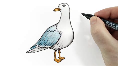 Как нарисовать ЧАЙКУ Youtube