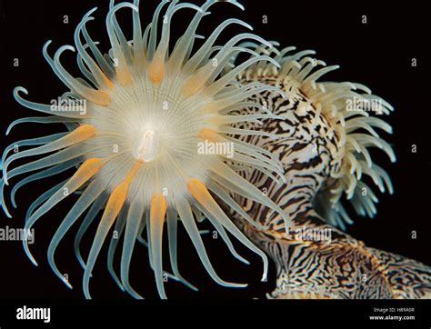 Gorgonian Wrapper Nemanthus Annamensis Anemone With Extended