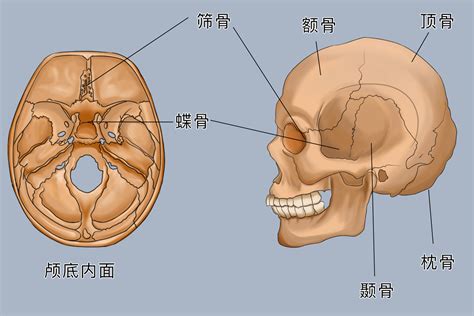 颅底在哪个位置图片通道大山谷图库