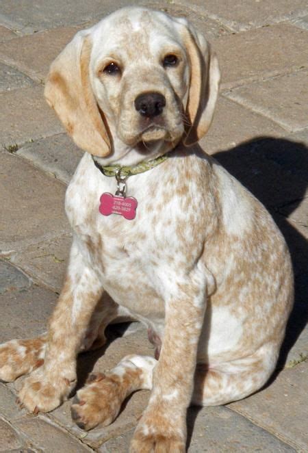 Cocker Spaniel Brown Lab Mix