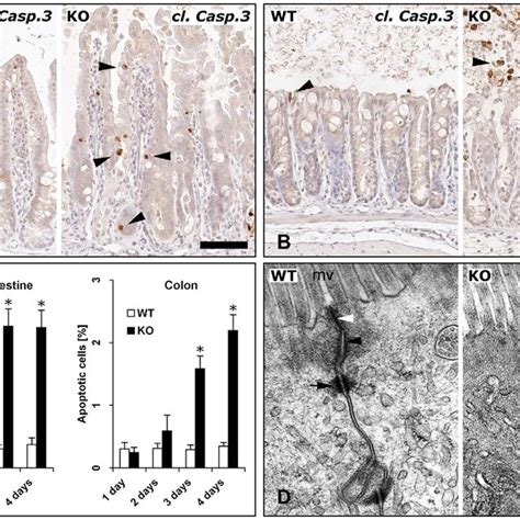 A And B Staining Of Absorptive Enterocytes For Villin Reduced