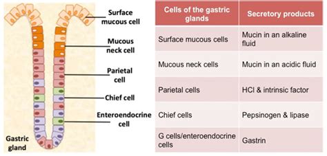 Stomach Cells