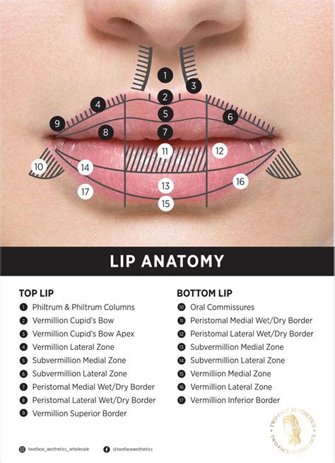 Lip Anatomy Poster Laminated Two Face Aesthetics