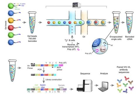 Polyclonal Antibody Diagram