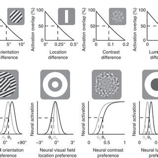 Structure Of Neural Field Model We Built A Neural Field Model Based On