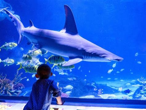 Adventure Aquarium Adventure Aquarium In Camden New Jersey Editorial