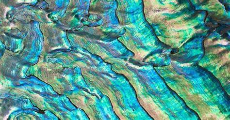 Macro Image Of A Paua Shell Imgur