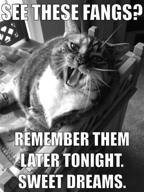 Pin By Bridget Mcfarland On Funny Cat Memes By Me Cat Memes Funny