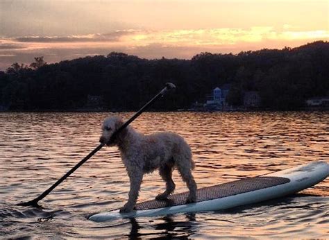 Paddle Board Dog Photos And How To Guide Tower Paddle Boards