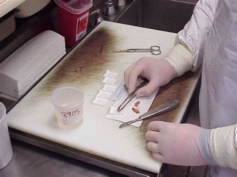 What Is A Pathologists Assistant