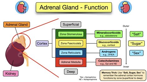 Cortisol Adrenal Gland Secrete Mayo Clinic Q And A Understanding