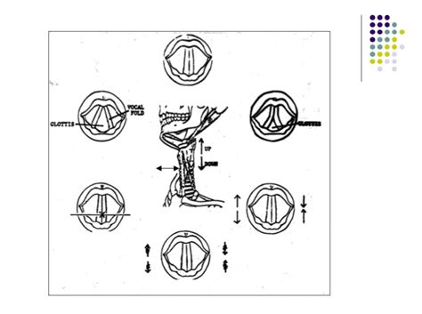 Laryngeal Movements Lecture 14 Diagram Quizlet