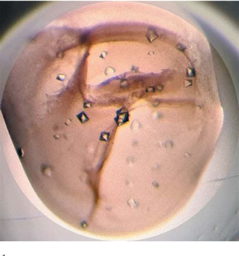 Figure 1 From High Resolution Structures Of The Bound Effectors Avadomide Cc 122 And