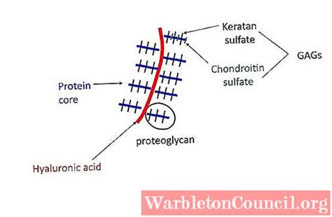 Proteoglycans Structure Characteristics Function Examples Science