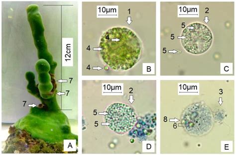 Diversity Mdpi On Linkedin Article Toxiceffect Freshwatersponge