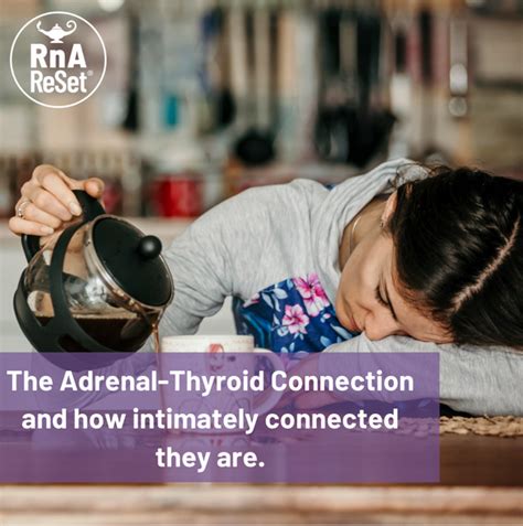 Understanding The Adrenal Thyroid Connection Rna Reset