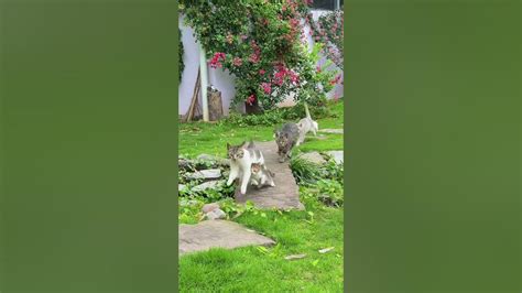 喵喵队开大会00喵喵队立大功 萌宠 Youtube