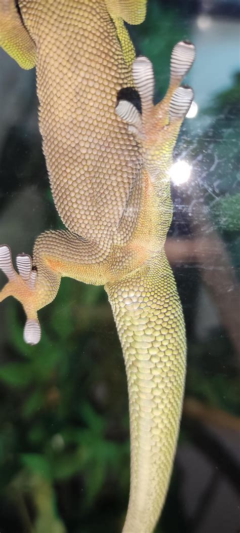 Can Anyone Help Me Sex My Giant Day Gecko I Think That Its A Female