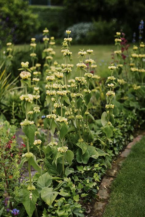 Hardy Drought Tolerant Plants