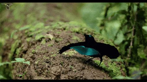 Birds Of Paradise Dance 