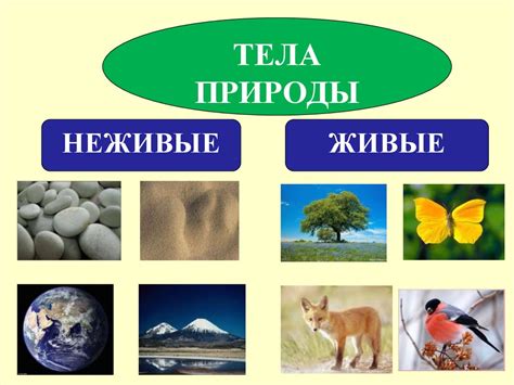 Общие свойства живых организмов презентация онлайн