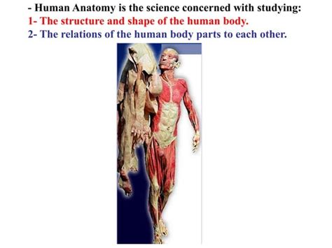 Introduction To Anatomy Dr Ahmed Gamal Pdf
