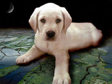 Обои с животными Обои для рабочего стола