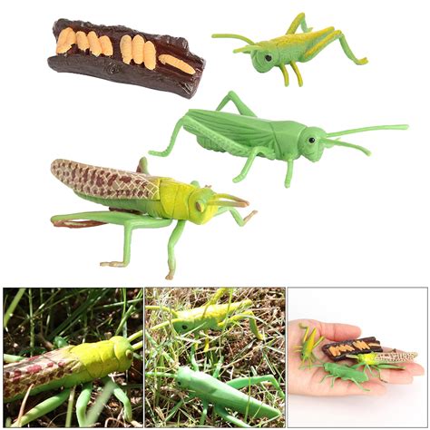 Simulation Nature Grasshopper Growth Preschool Cog Vicedeal