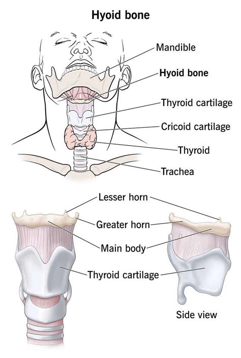 Hyoid Bone Function Location And Anatomy Wockr