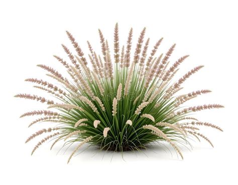Ornamental Grass White Background