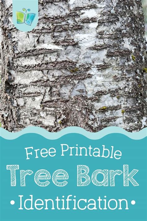 The Good And The Beautiful Tree Bark Identification Tree Identification Nature Babe