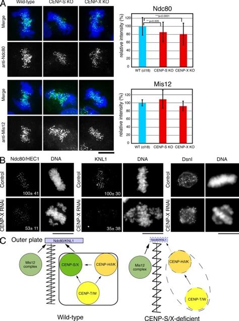 Localization Of Outer Plate Proteins In Cenp S Or Cenp Xdeficient