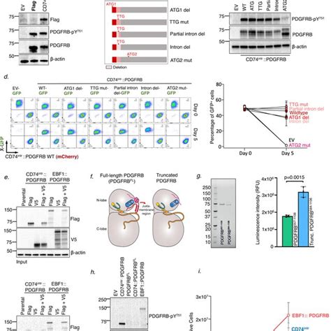 Identification Of Atypical Pdgfrb Fusion In Ph Like B All Patient A