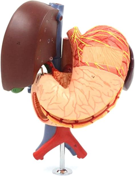 Jujne Human Stomach Liver Gallbladder Pancreas Duodenum Model Anatomy Digestive System Organ 6