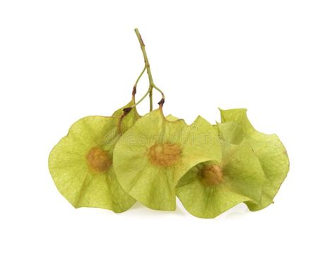 Seed Of Pterocarpus Macrocarpus Or Burma Padauk Stock Image Image Of