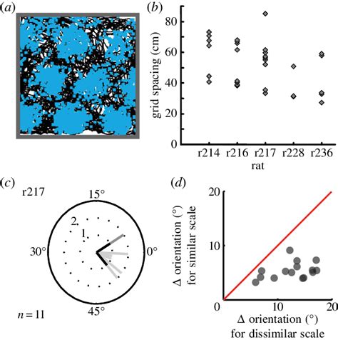 Grid Cells Exist In Modules Of Discrete Scale But Similar Orientation Download Scientific