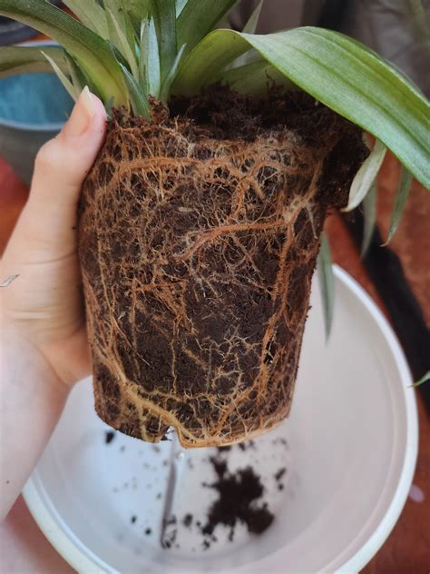 Is This Root Porn R Rootporn