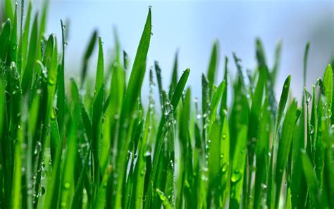 5 Myths About Wheatgrass Lawns Debunked Interior Fun