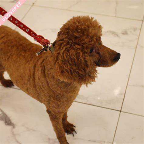 푸들 책임분양 강아지무료분양 고양이무료분양