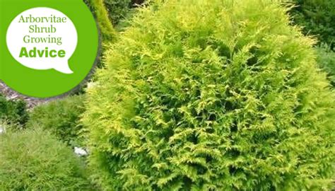 How To Plant Fertilize Prune Water Arborvitae Thuja Shrubs Wilson Bros Gardens
