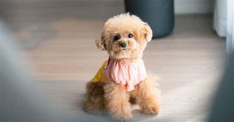 【html】アップルタッチアイコンapple Touch Iconとsvg形式のファビコンfaviconを作成・設定する