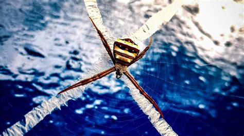 Spider Mobile Wallpaper Spider Net Desktop Wallpaper Hd Download Best