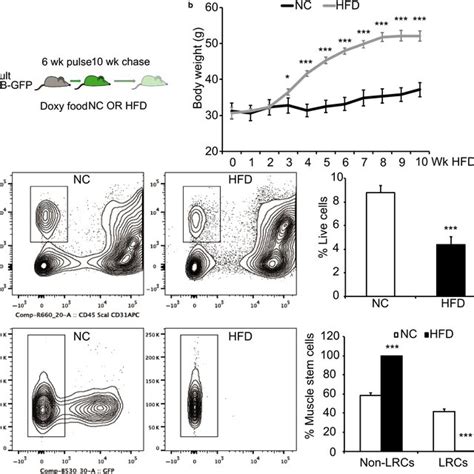 Hfd Mouse Model Shows Increase In Weight Fat Accumulation And Insulin Download Scientific