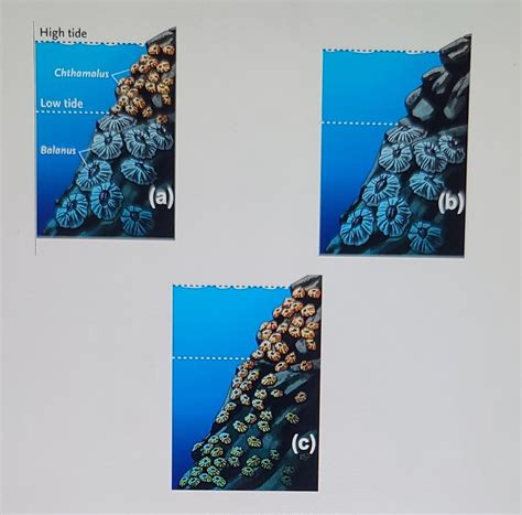 Solved Please Examine The Figure Based On Your Chegg