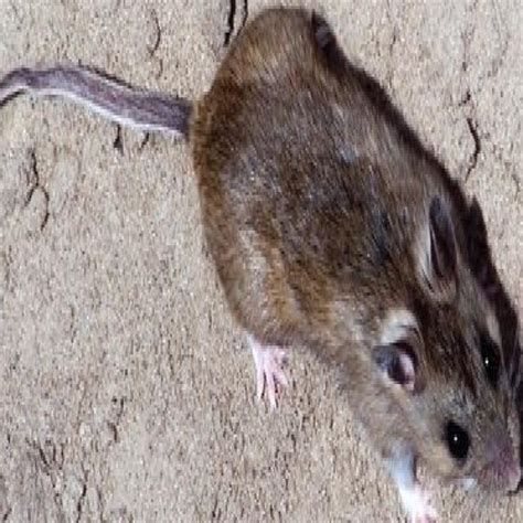 mouse object detection dataset by mouse dataset