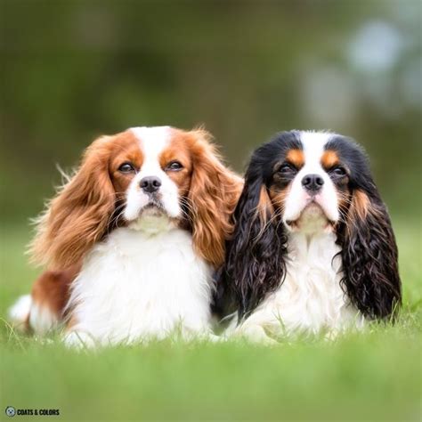 Cavalier King Charles Spaniel Colors