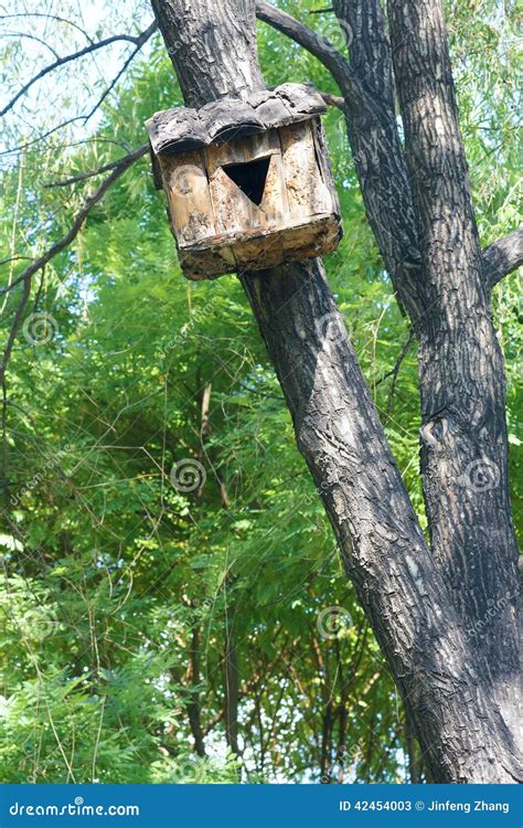 Bird Nest Stock Image Image Of Trunk Forest Roost 42454003