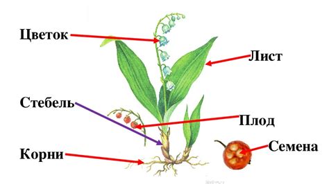 Презентация и тех карта урока по окружающему миру 1 класс Строение растений