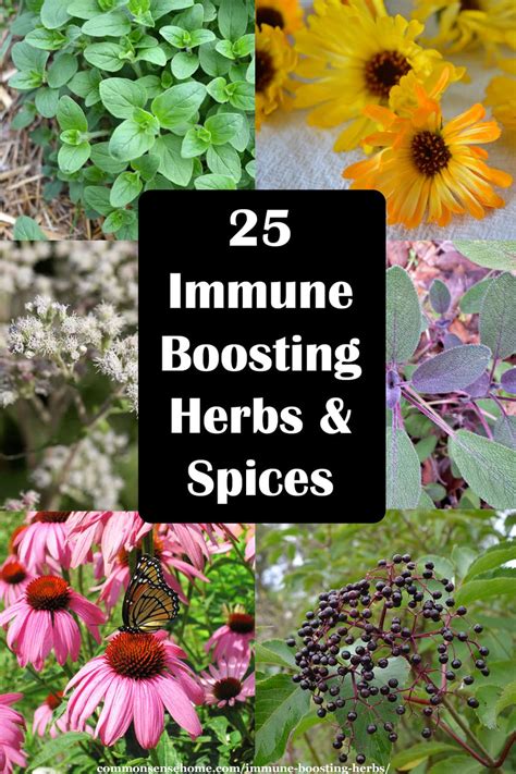 25 Immune Boosting Herbs And Spices