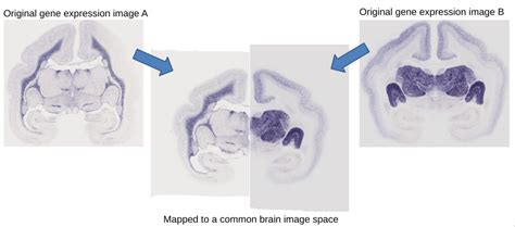 Gene Expression Connectivity Mapping Brainminds